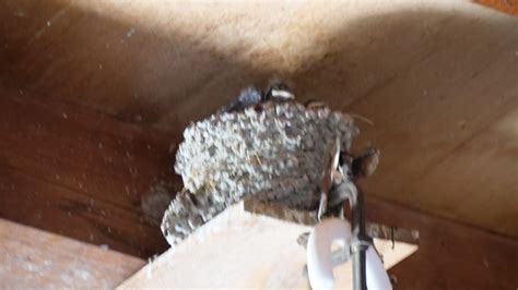 Nsu55 Sp2を売却のため搬出・のるたんjj1除草3日目も順調