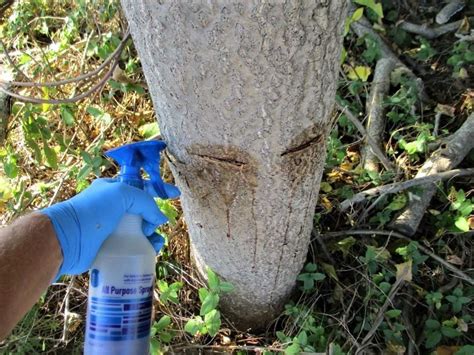 Is It Really Possible To Kill A Tree With Bleach A Garden Diary
