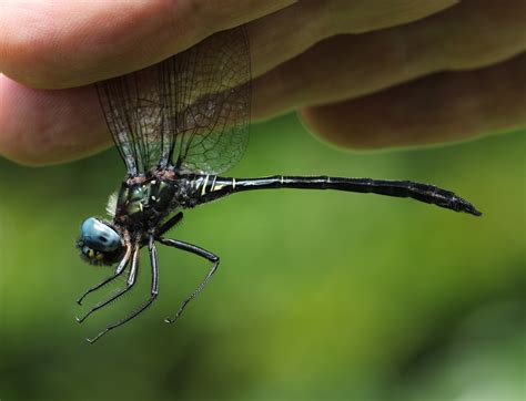 Dark Cascader From Ranomafana Madagascar On January 14 2016 At 0936