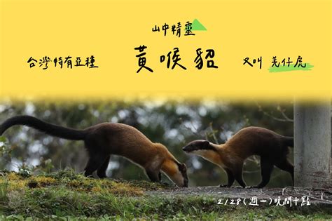 山中精靈黃喉貂很萌也很殺的山羌獵食者 我們的島