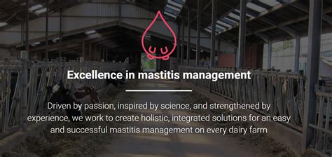 Mastitis In Dairy Cows