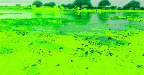 Kala Baro Beesha Macalin Beesha Macalin Dhiblaawe