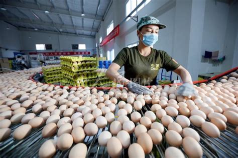 甘肃礼县：金鸡产业助力脱贫 人民图片网