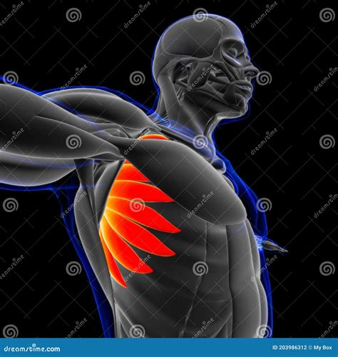 Serratus Anterior Muscle Anatomy For Medical Concept 3d Illustration Stock Illustration