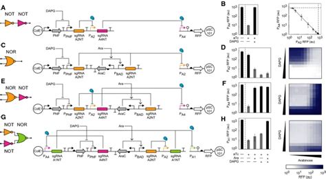 Multi Input Crisprcas Genetic Circuits That Interface Host Regulatory