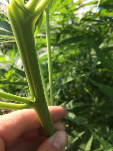 Sexing 1 Cascade Hemp Collective