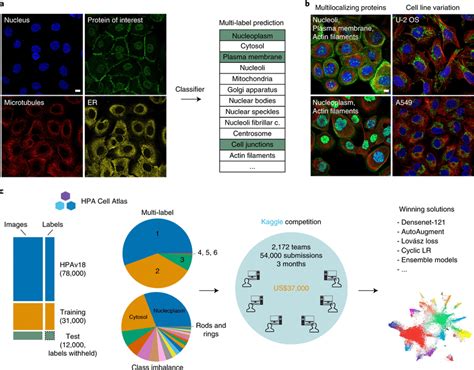 Overview Of Image Dataset And Challenge Design A A Typical Hpa Cell