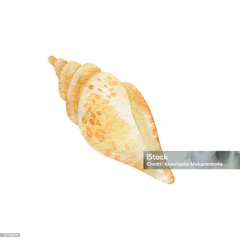 고립 된 흰색 배경에 수채화 조개 수중 세계 손 그림 여름 클립 아트 콘치 엽서 포장 직물 디자인 섬유에 인쇄하십시오 껍데기에 대한 스톡 벡터 아트 및 기타 이미지 Istock