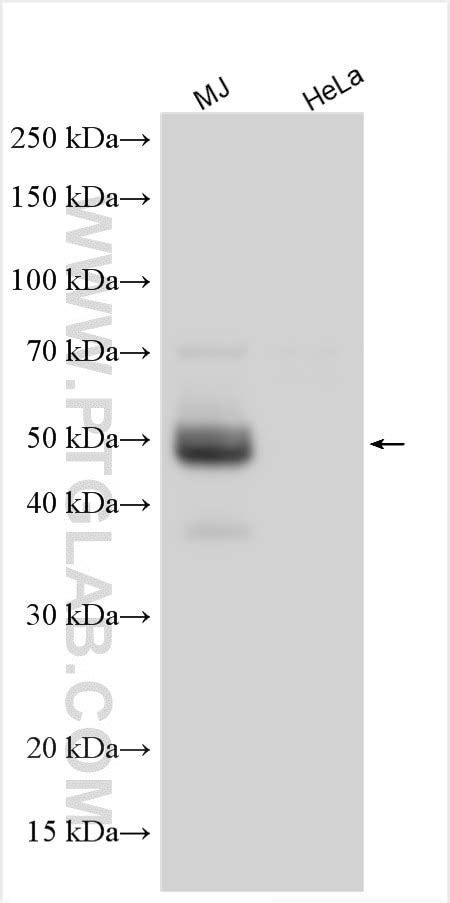 Cd134 Ox40 Antibody 29361 1 Ap Proteintech