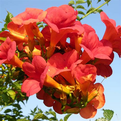 Кампсис фламенко (61 фото) » НА ДАЧЕ ФОТО