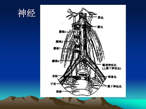 女性生殖器解剖 Word文档在线阅读与下载 无忧文档