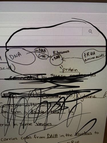 Rna Flashcards Quizlet