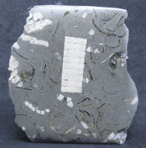 Cut And Polished Isocrinus