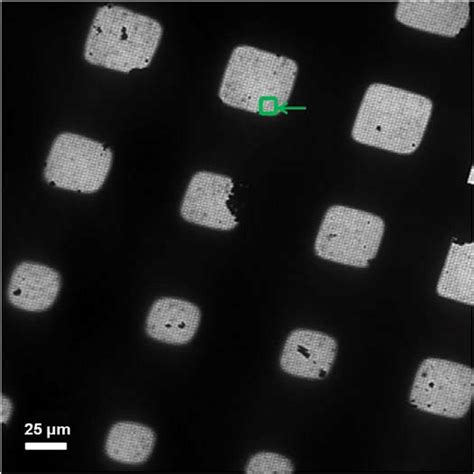 Low Magnification Image At 200× Of A Commercial Quantifoil Holey