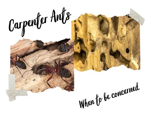 Signs Of Carpenter Ant Damage