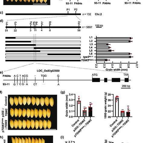 Map Based Cloning Of Qtgw2 In Rice A Grain Phenotypes Of Two Rice