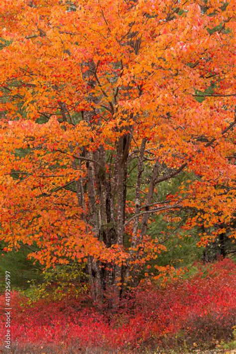 USA Maine Autumn Tree With Red Blueberry Bushes In Acadia National Park Stock Photo Adobe Stock