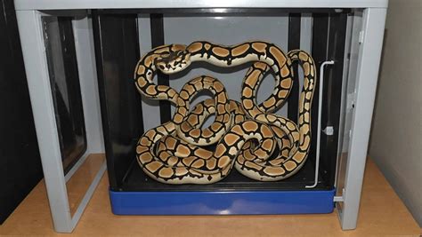 Choosing The Best Ball Python Egg Incubator Talis Us