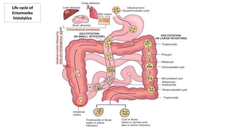 Protozoa And Entamoeba Histolytica Pptx