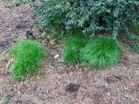 Soap Lily A Harbinger Of Spring The Granada Native Garden Newsletter