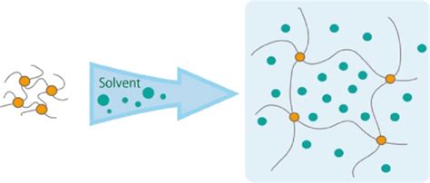 Schematic Of Absorption Of A Solvent By Polymeric Networks With