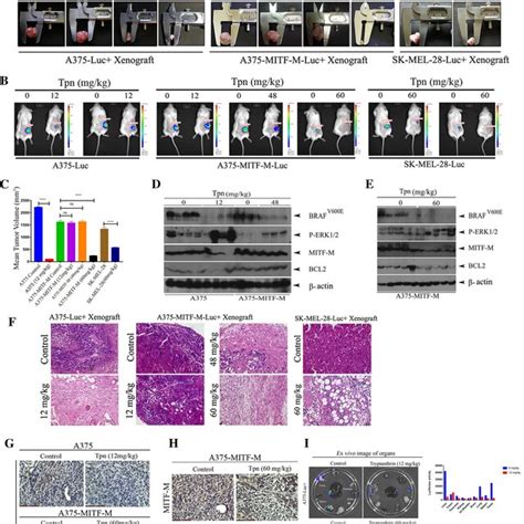 Illustration Of Tryptanthrin Mediated Melanoma Suppression