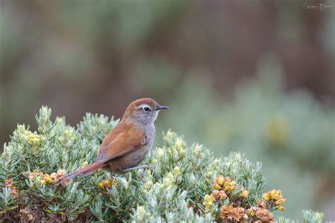 White Browed Spinetail Hellmayrea Gularis The Nature Admirer