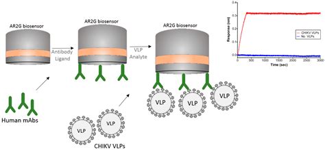 Biosensors Free Full Text Strategies Using Bio Layer Interferometry Biosensor Technology For