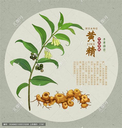 黄精 鸡头黄精 姜形黄精 黄精种子 黄精子 黄鸡菜 老虎姜 手绘值物花草 手绘中草药 龙衔 中草药包装插画 草本植物 中药大全 中药插画 百草集