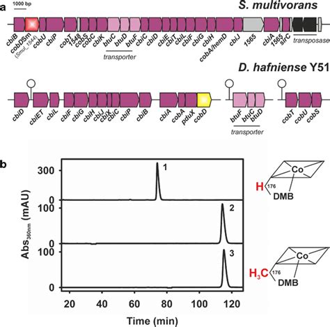 A Gene Clusters For Cobamide Biosynthesis And Uptake In S Multivorans Download Scientific