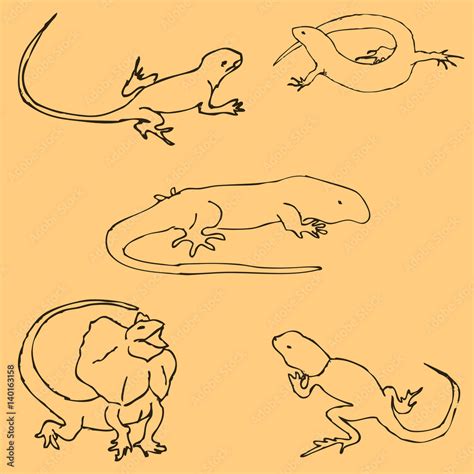 Lizard Drawing Pencil