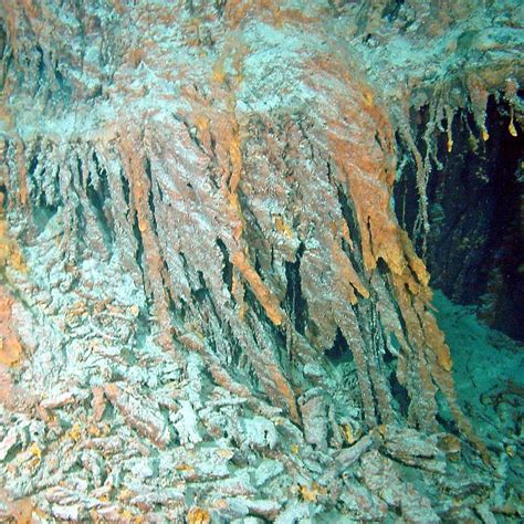 Какой живой организм назвали в честь «Титаника — Музей фактов