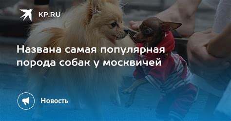 Названа самая популярная порода собак у москвичей Kp Ru
