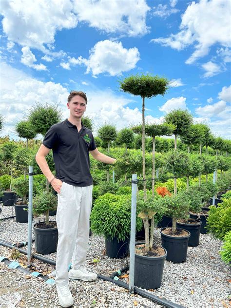 Delavay Privet Topiary Multi Stem Clouds Ligustrum × Jonandrum