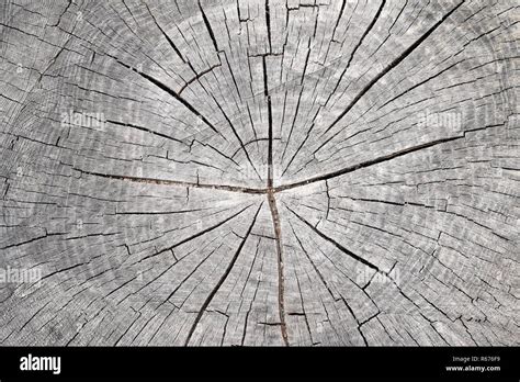 Cut Tree Trunk Annular Rings Stock Photo Alamy