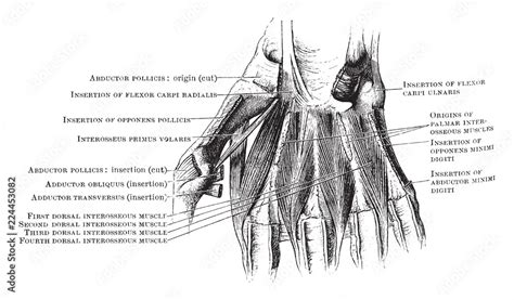 Interosseous Ligament Si Joint