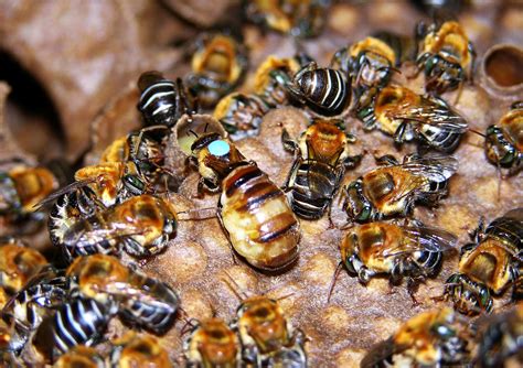 En Riesgo La Abeja Melipona En MÉxico Campeche Hoy