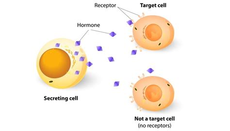Cell Surface Receptors And Related Functions