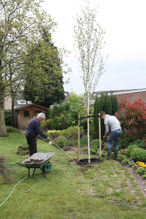 Tree Planting For Dummies