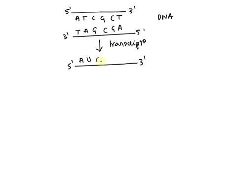 SOLVED The Sequence Of Nitrogenous Bases In MRNA Is A Identical To The Template Strand Of DNA