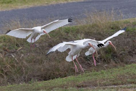 White Ibis Different Days And Different Birds But The Bird In The