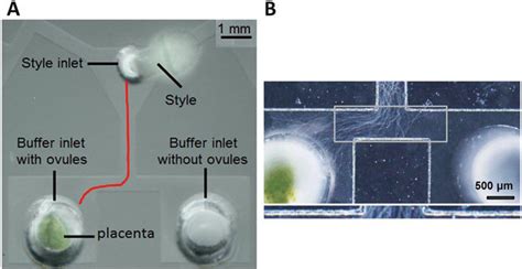 3 Microfluidic Device For Studying Pollen Tube Guidance Photograph Of