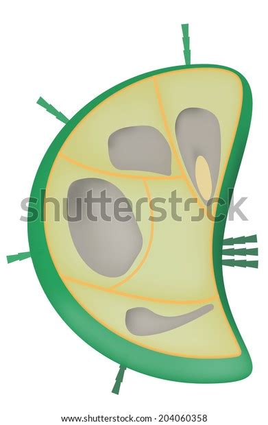 Diagram Lymph Node Royalty Free Images Stock Photos Pictures Shutterstock