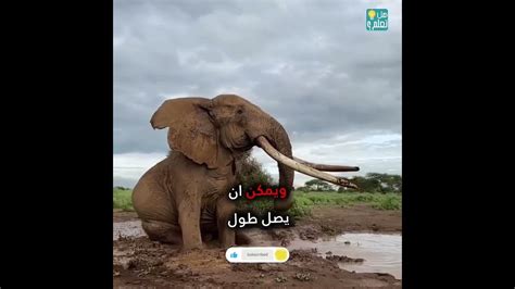 هل تعلم أن ؟ تعرف معي على حيوان الفيل Youtube