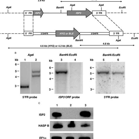 Generation Of ISP And ISP Double Null Mutants A Schematic Download Scientific Diagram