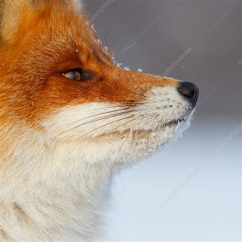 Red Fox Face Close Up