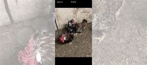 Петух купить в Тольятти Животные и зоотовары Авито