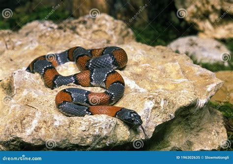 Gray Banded Kingsnake Lampropeltis Alterna Blairi Adult With Tongue