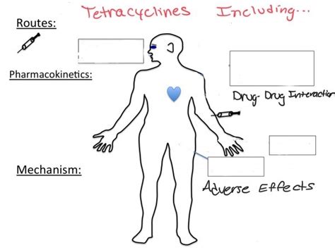 Tetracyclines Diagram Quizlet