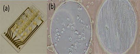 Media Cell Based Biosensors Probe Nanotoxicity In Real Time Florida International University